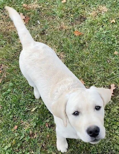 Wombleshyre Labradors AKC Dog breeders in New Jersey
